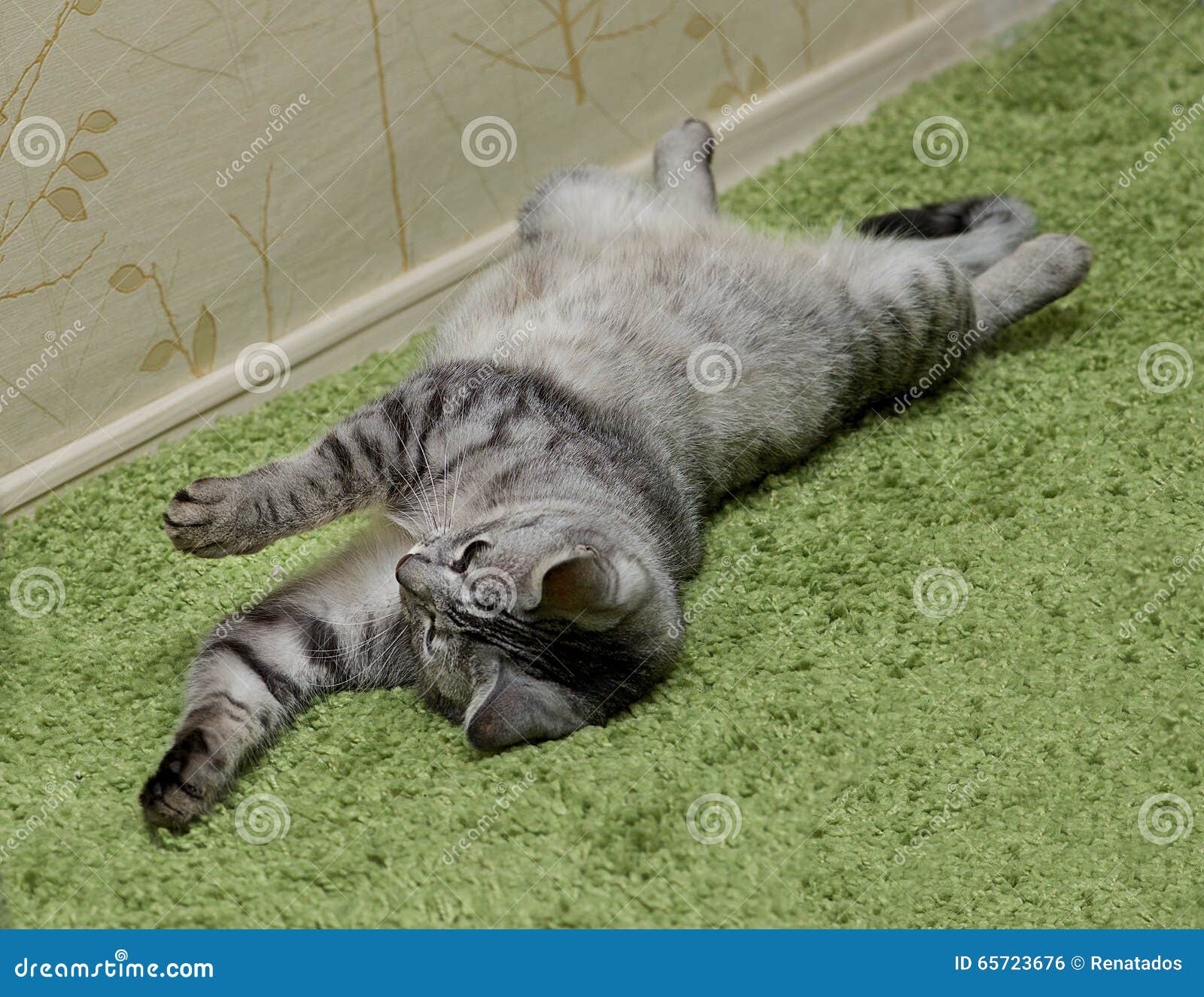 Cat Portrait Close Up, only Head Crop, Curious Angry Playing Cat Stock ...