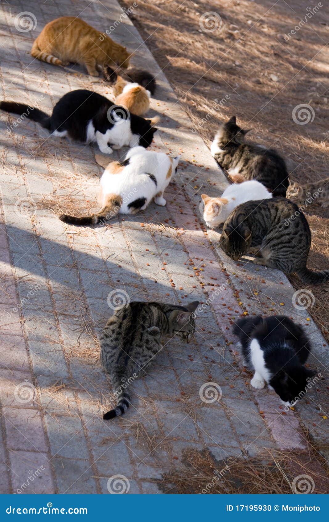 Cat Portrait ,a Close Up View Stock Photo - Image of view, england ...