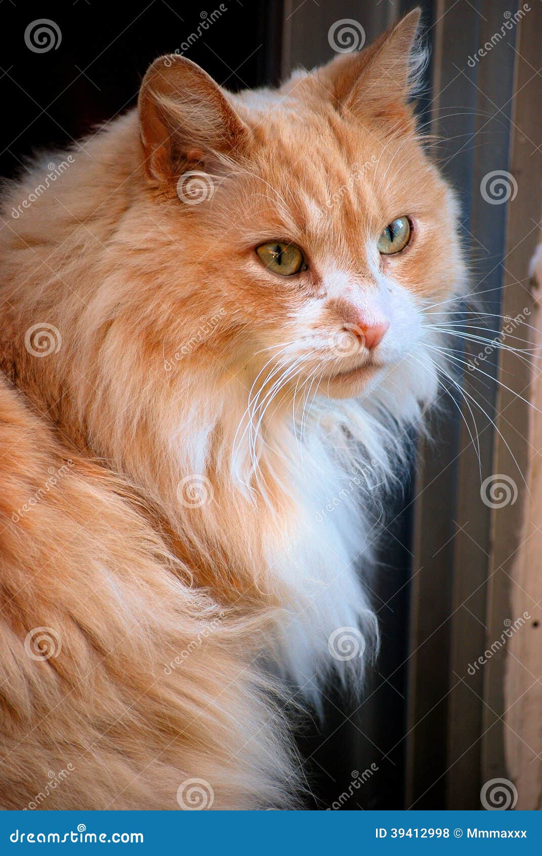 Cat stock photo. Image of whiskers, siberian, somali - 39412998