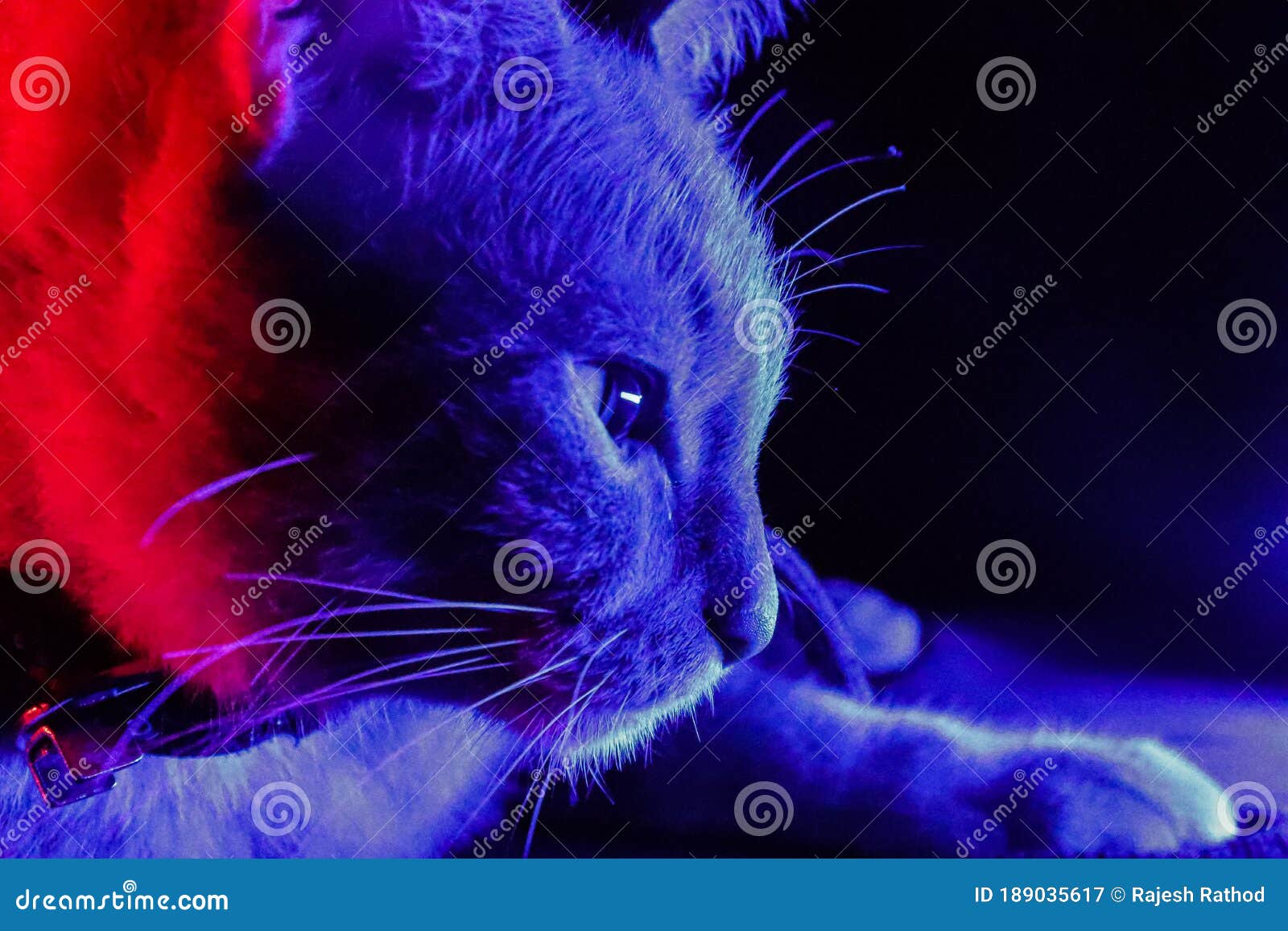 Cat portrait in lightings stock image. Image of violet - 189035617