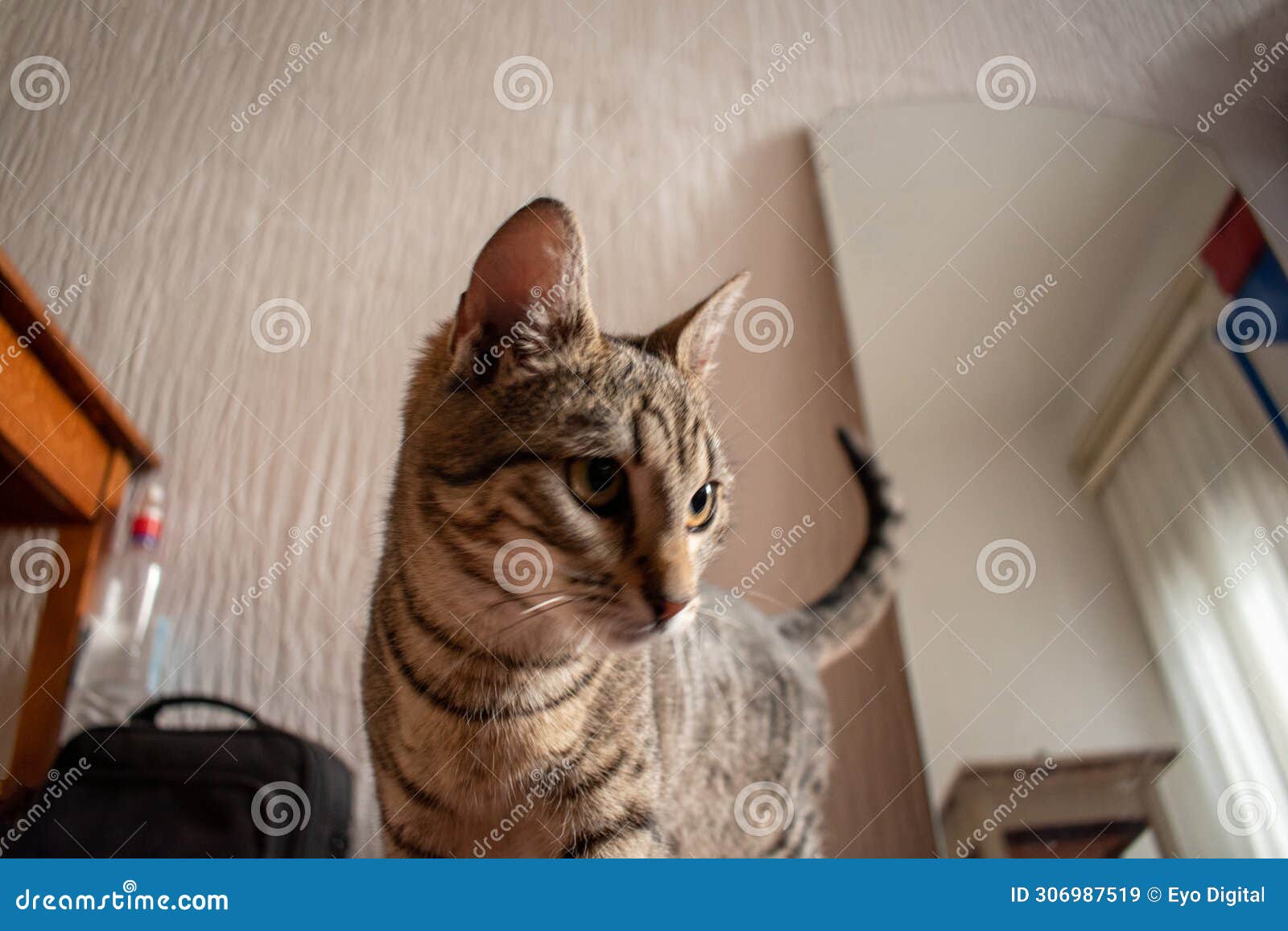 Cat Portrait Low Angle in a Room Stock Image - Image of comfortable ...
