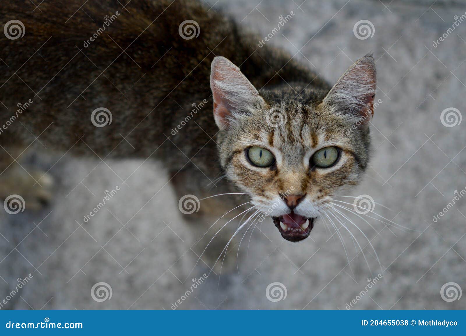 Cat Portrait Cat Meow, Meowing Cat Stock Photo - Image of striped ...