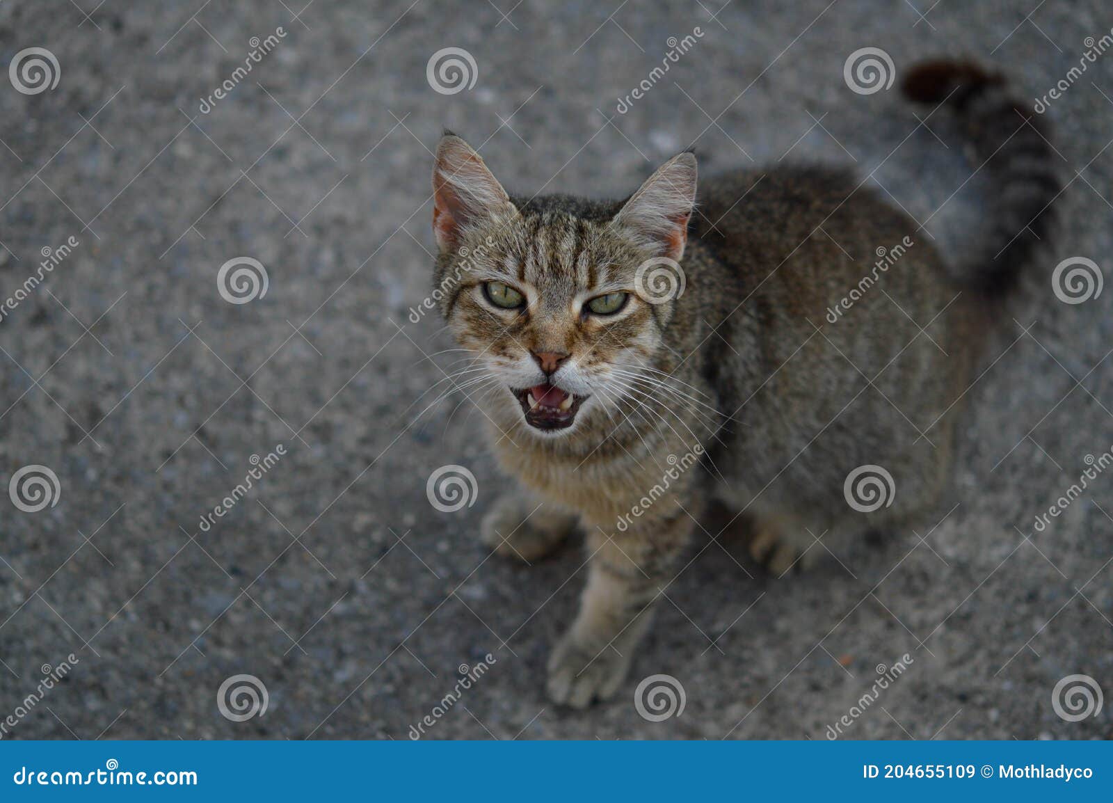 Cat Portrait Cat Meow, Meowing Cat Stock Image - Image of stray ...