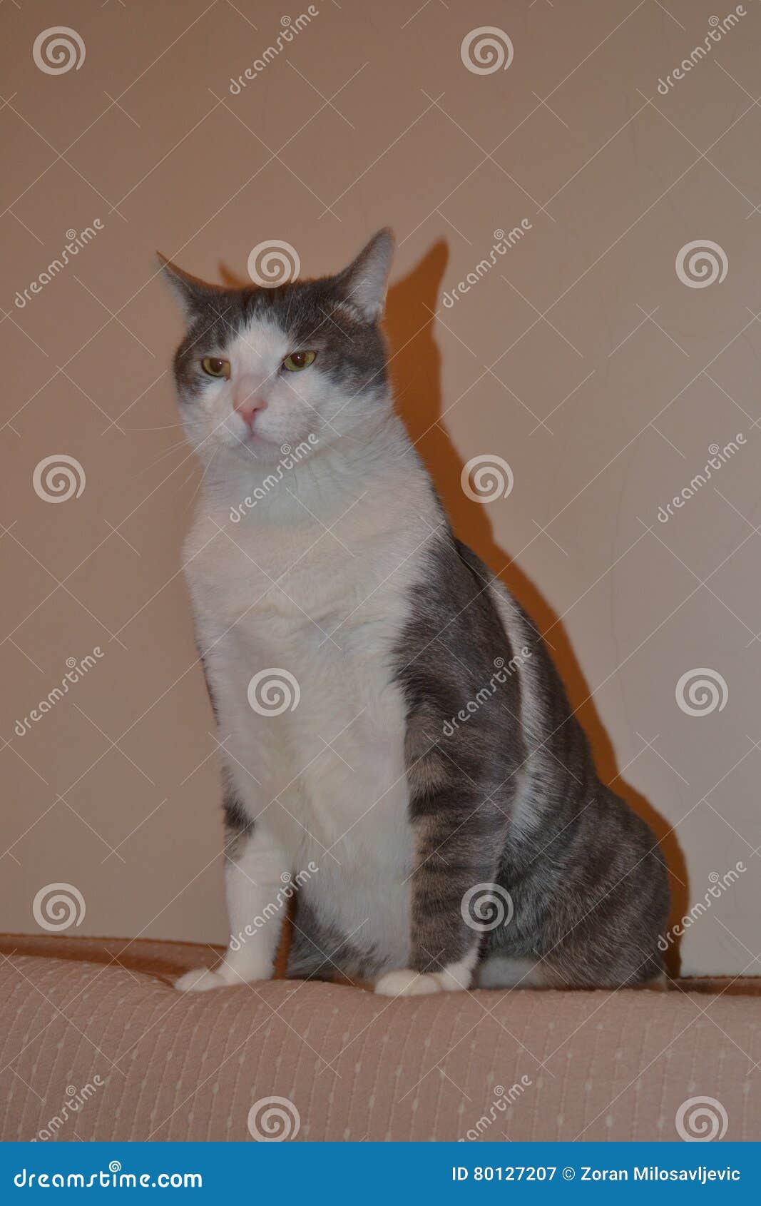 Cat stock image. Image of outside, nature, interesting - 80127207