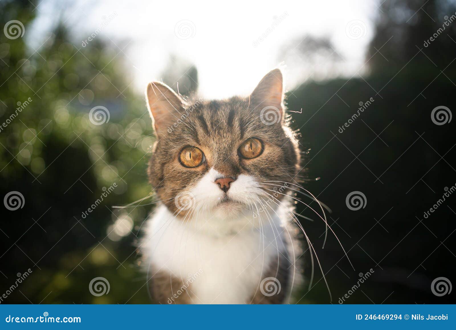 Cat Portrait Outdoors in Backlight Stock Photo - Image of white, animal ...