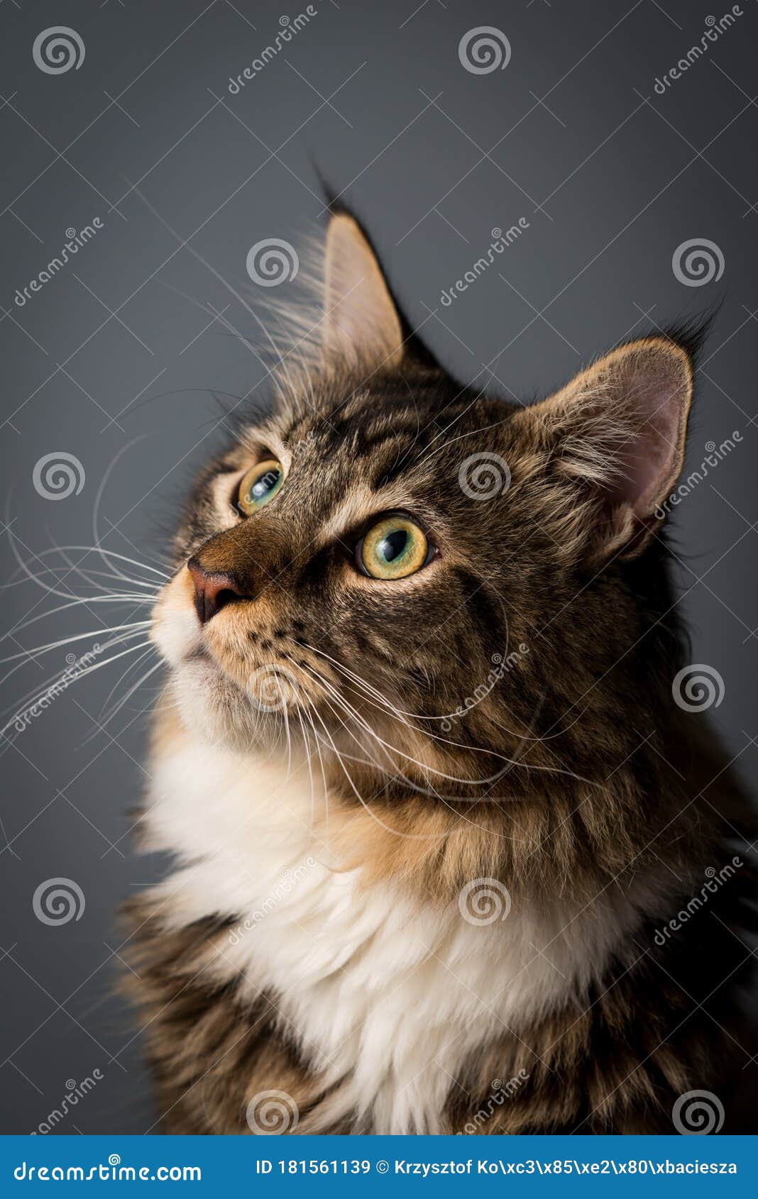 Cat Portrait of Photo Session Stock Image - Image of photosession ...