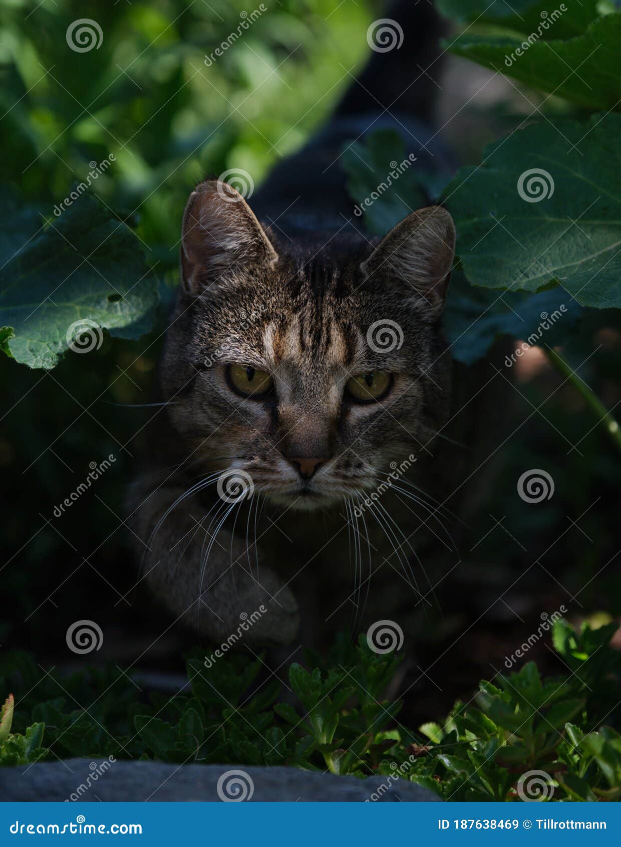 Cat Portrait between Plants Stock Image - Image of outdoors, plant ...