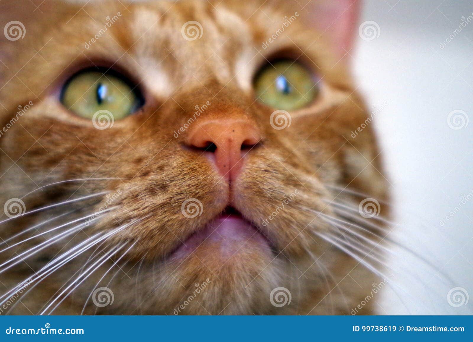 Cat stock image. Image of portrait, mishu, danger, pets - 99738619
