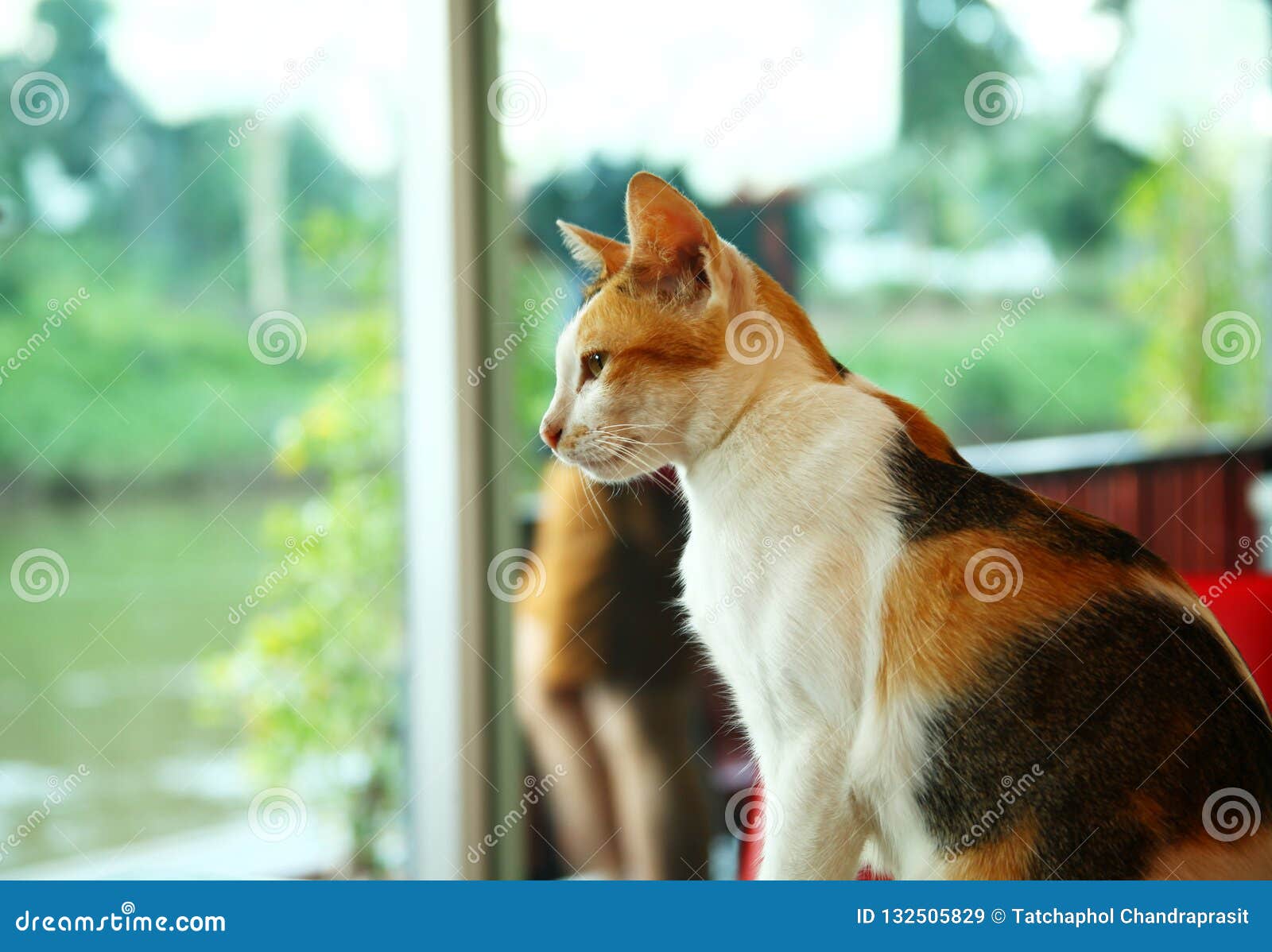 Cat portrait scene. stock image. Image of scene, portrait - 132505829