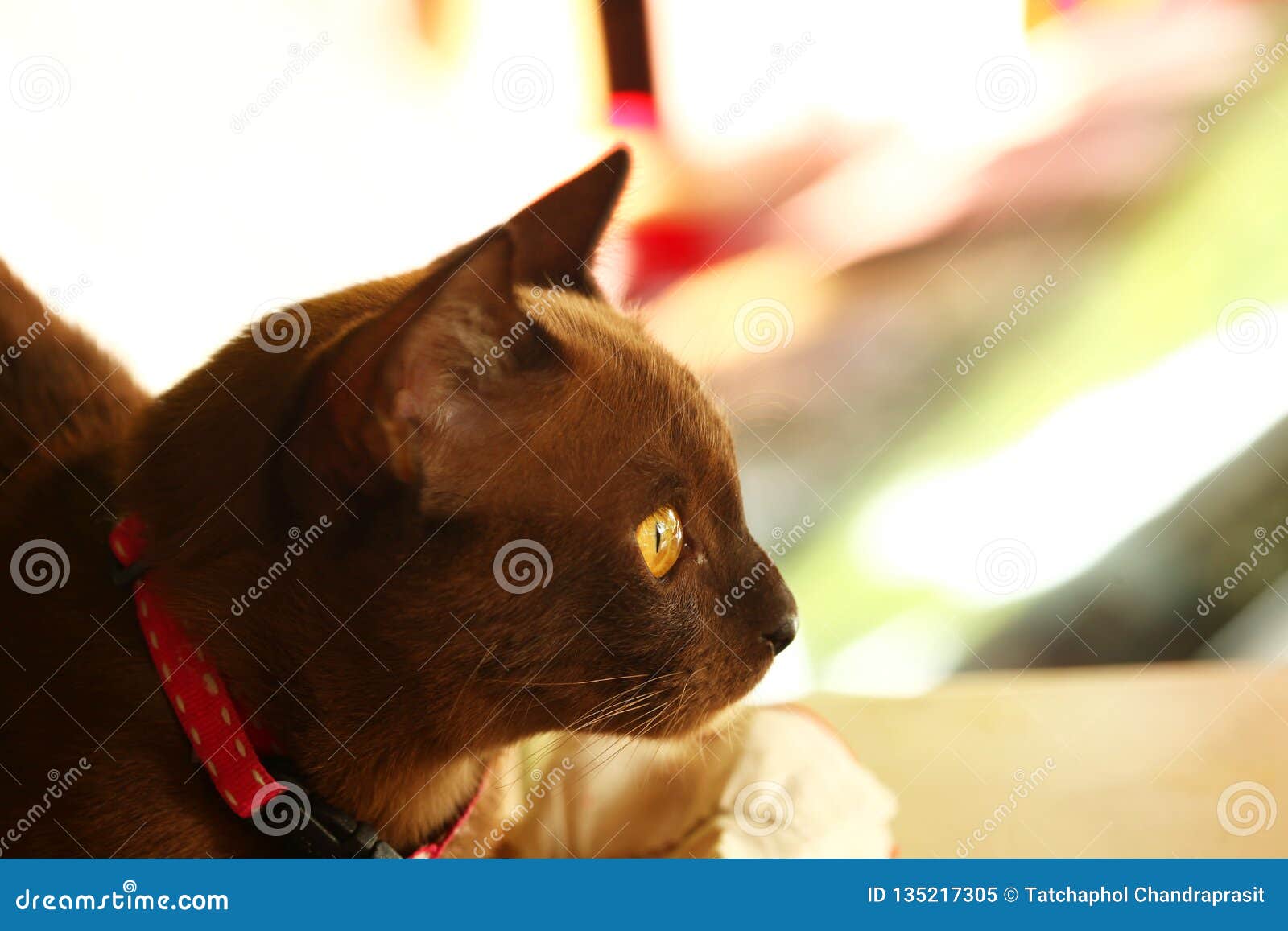 Cat portrait scene. stock image. Image of couch, kitten - 135217305