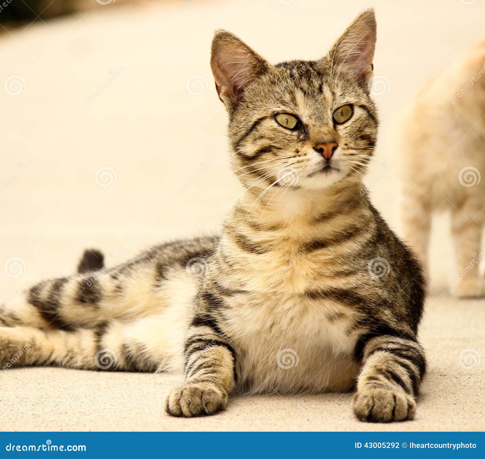 Cat Portrait stock photo. Image of male, tomcat, feline - 43005292