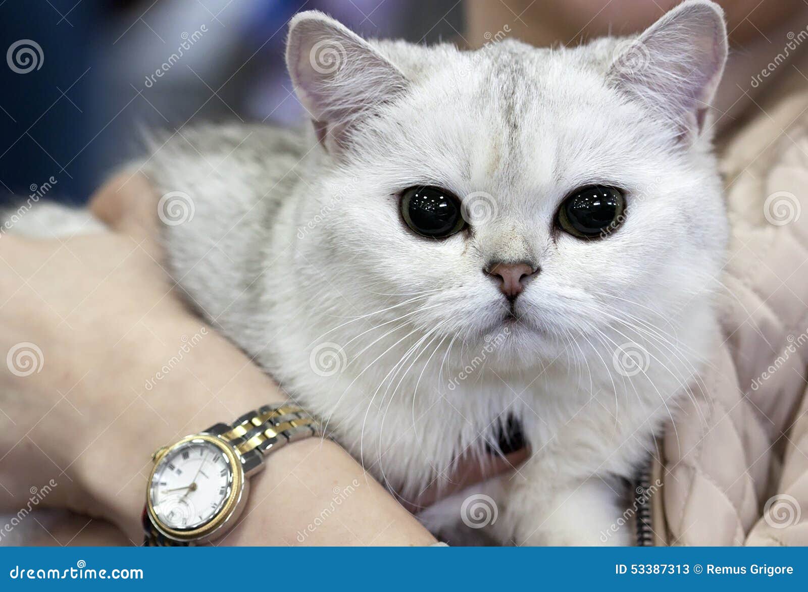 Cat - RAW format stock image. Image of portrait, head - 53387313