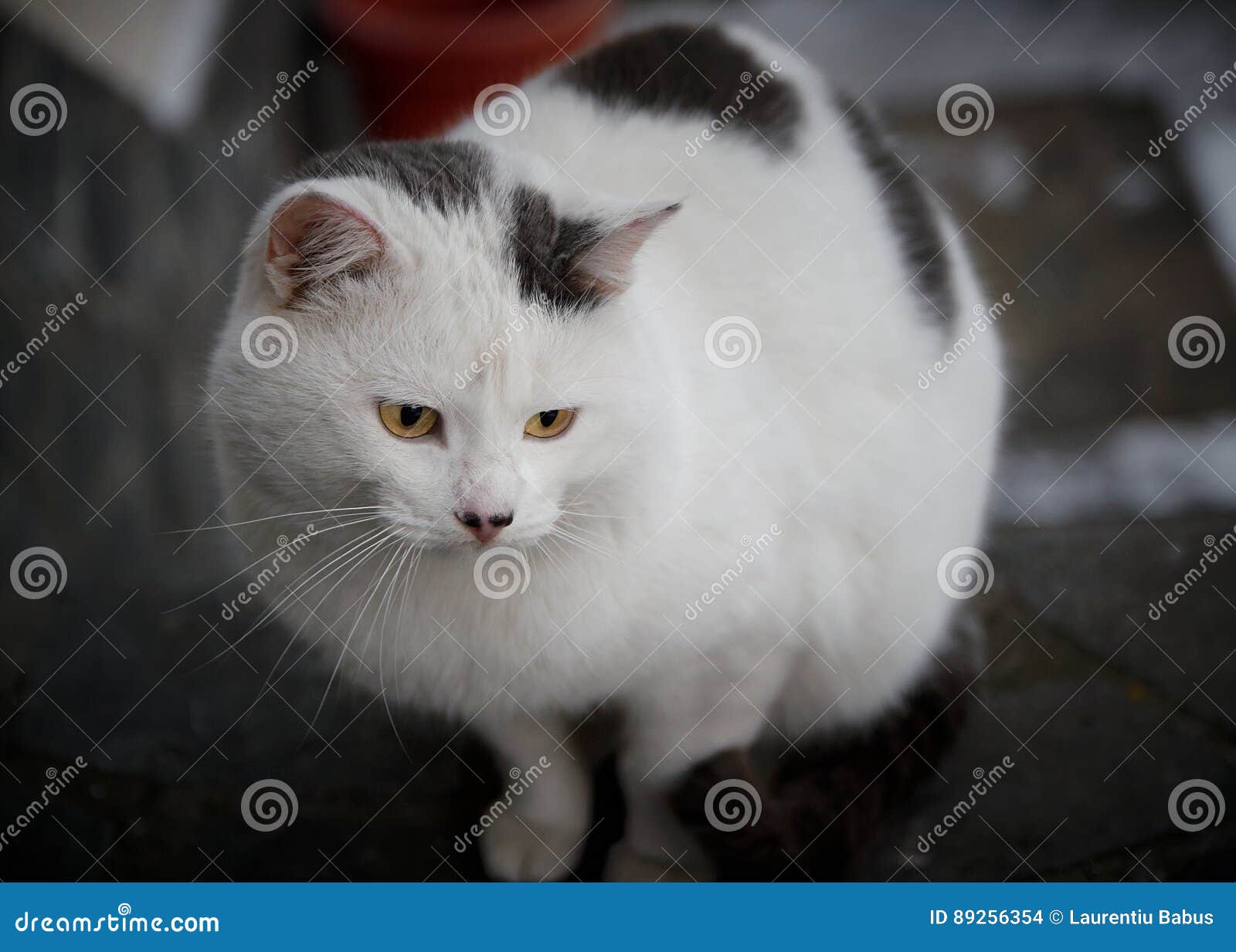 Cat portrait stock photo. Image of mammal, black, tensed - 89256354