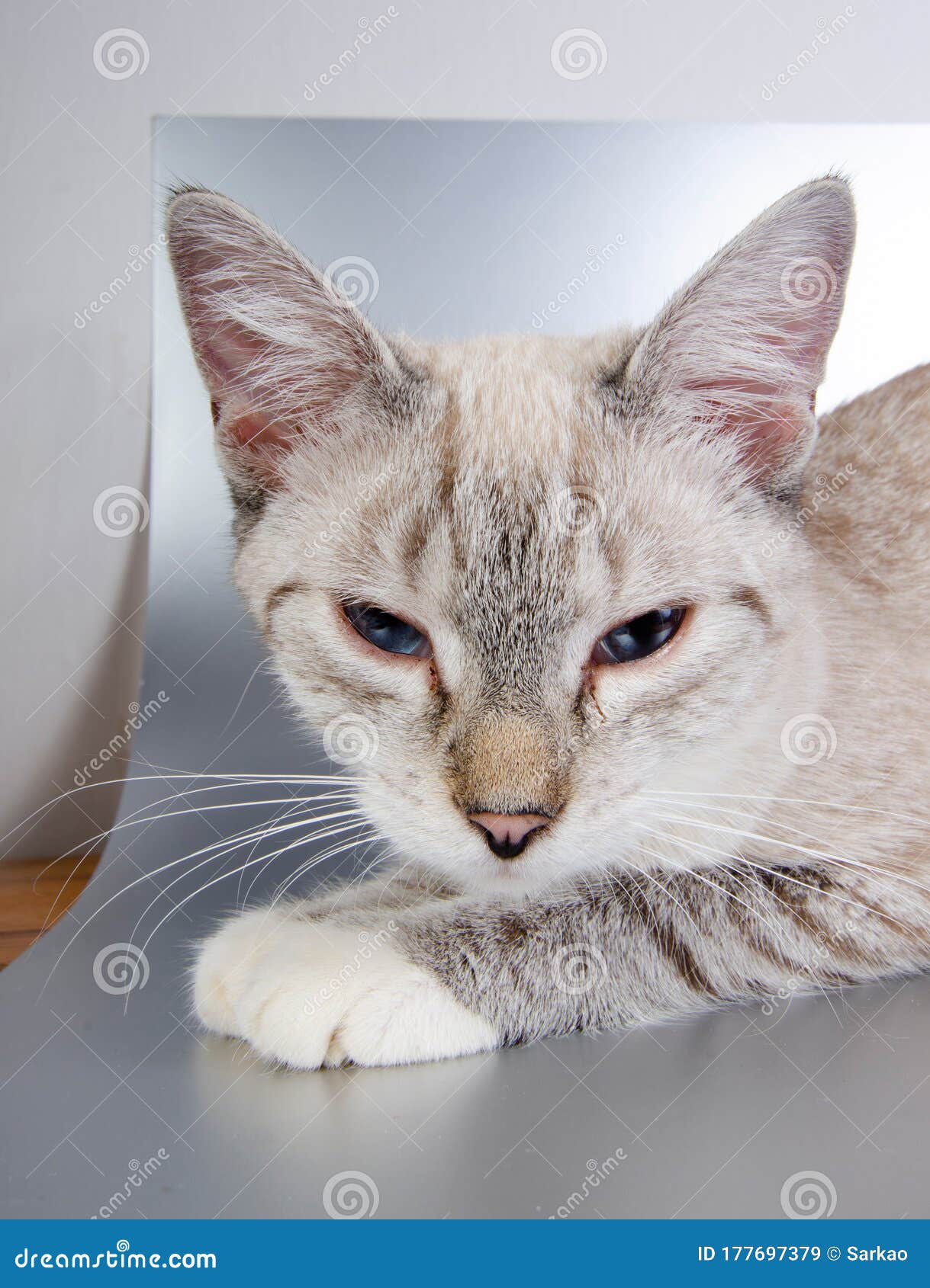Portrait of Cat with Big Ears, Wide Angle Stock Image - Image of gray ...