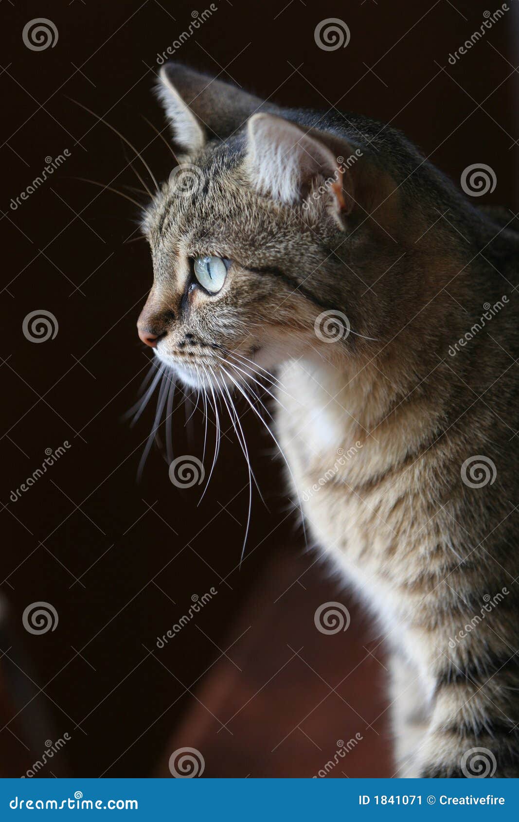 Cat Portrait by Window Light Stock Image - Image of feline ...