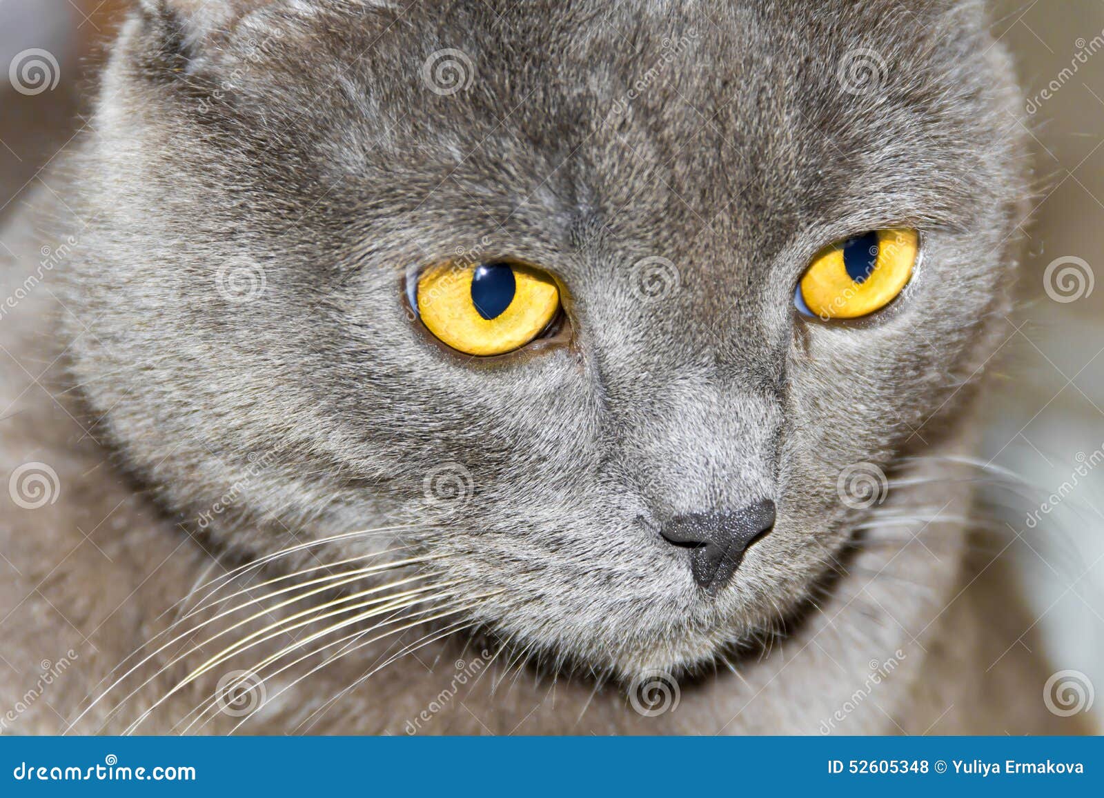 Cat Portrait with Yellow Eyes Stock Photo - Image of mustache, yellow ...