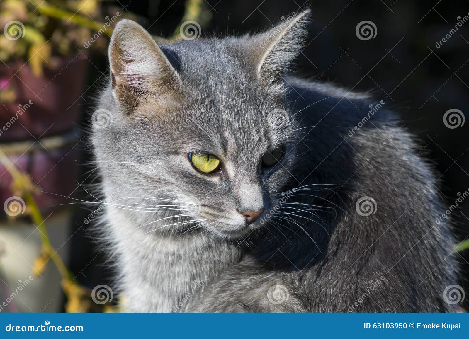 Cat Portre Closeup stock photo. Image of mammal, postcard - 63103950