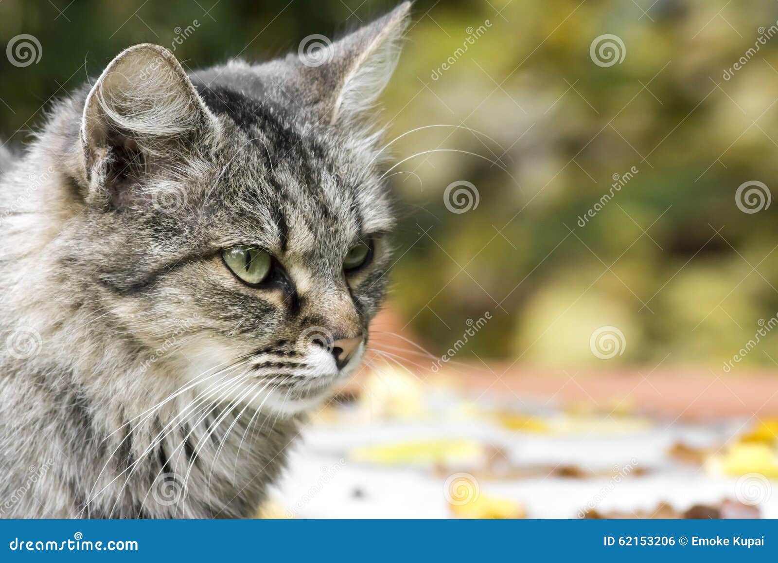 Cat Portre stock photo. Image of portre, ears, postcard - 62153206