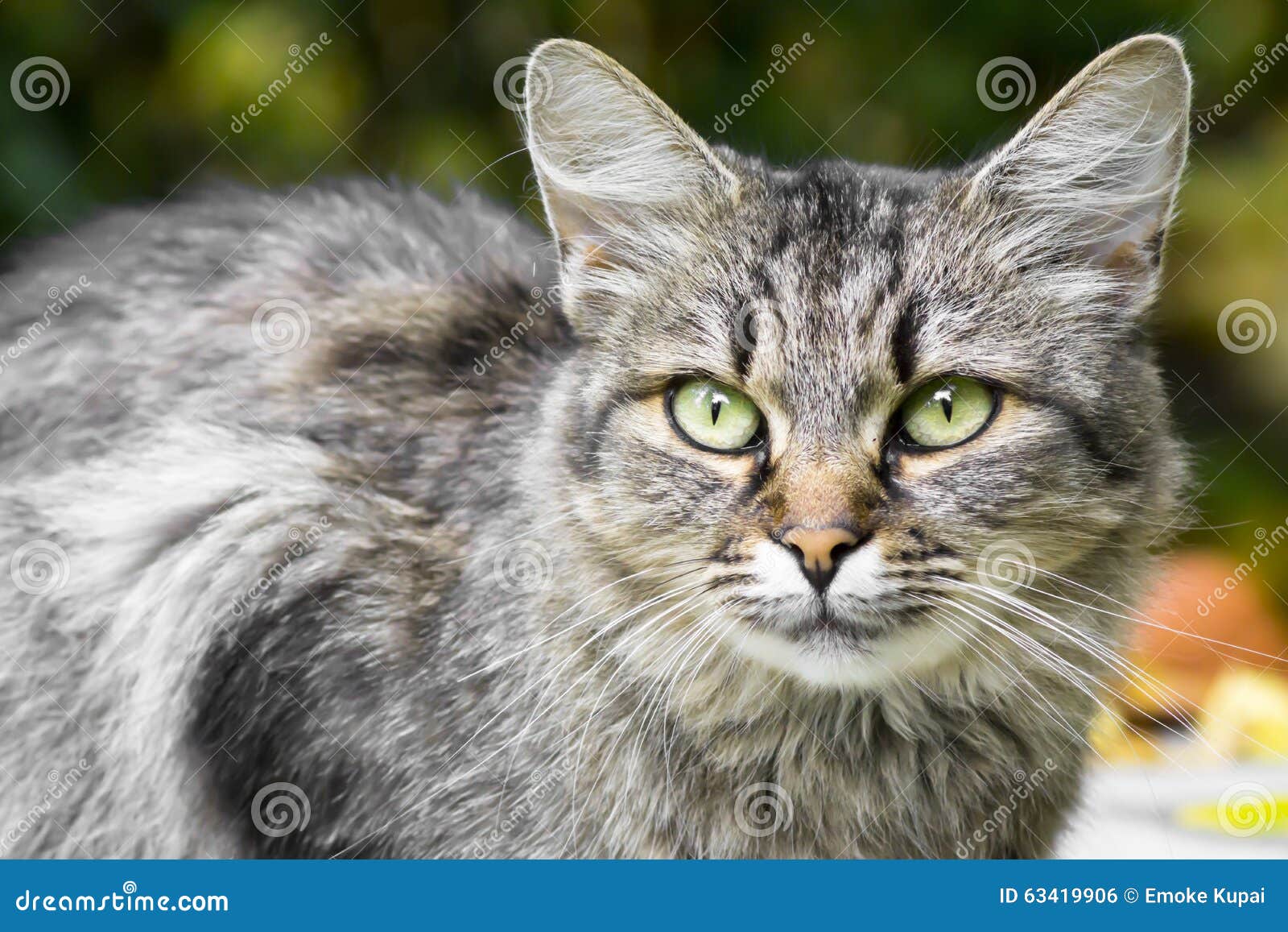 Cat Portre stock photo. Image of whiskers, snout, animal - 63419906