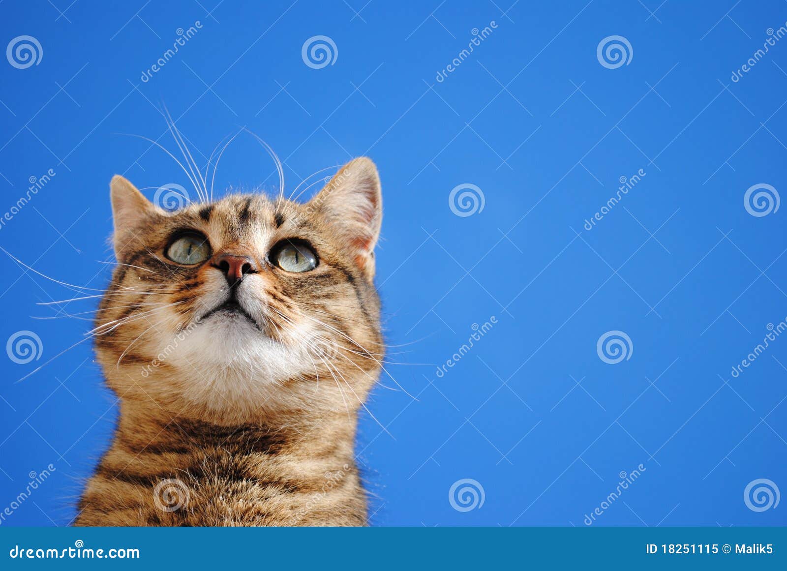 Cat pose stock image. Image of happy, super, nature, favorite - 18251115
