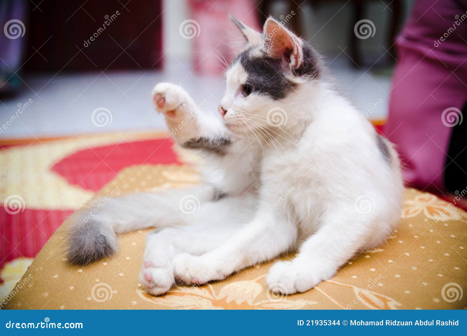 Cat Pose stock photo. Image of animals, eyes, pets, furry - 21935344