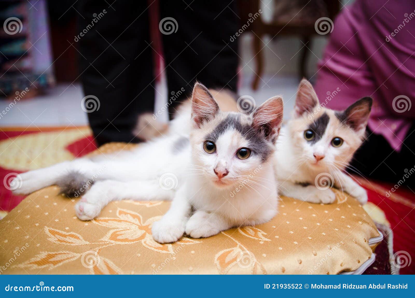 Cat Pose stock photo. Image of eyes, grey, animals, pillow - 21935522