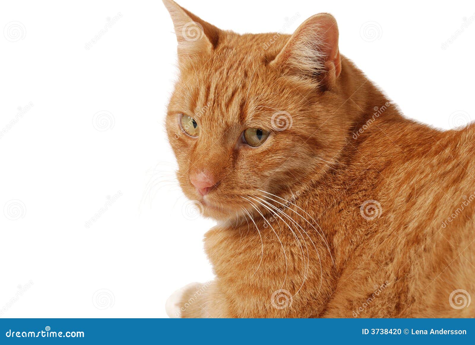 Cat Pose stock photo. Image of eyes, pose, looking, isolated - 3738420