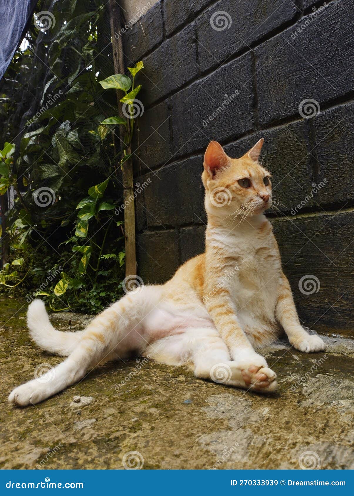 Cat Pose with Elegantly so Sweet Stock Image - Image of please, sweet ...