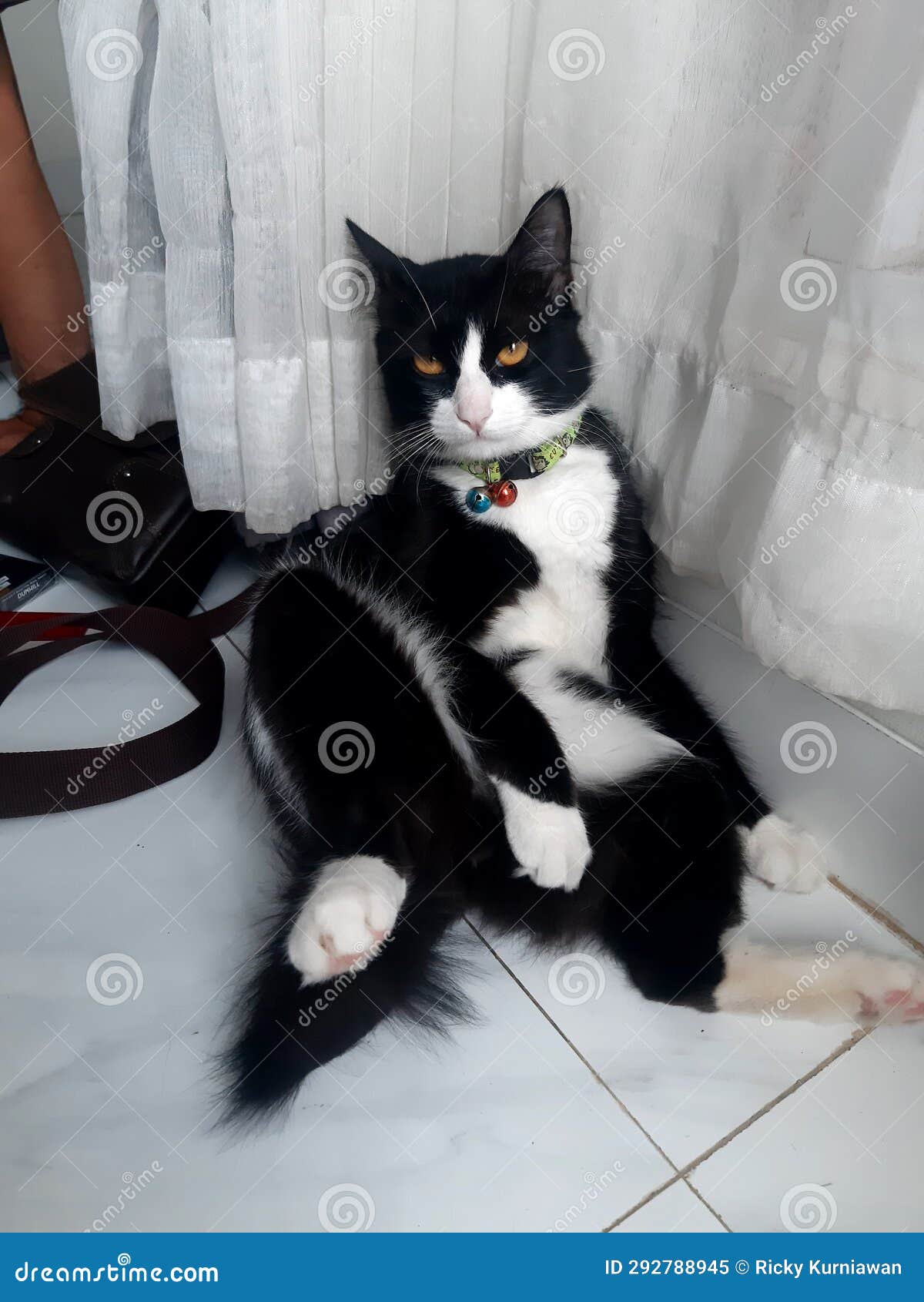 Cat pose stock image. Image of nose, pose, carnivore - 292788945