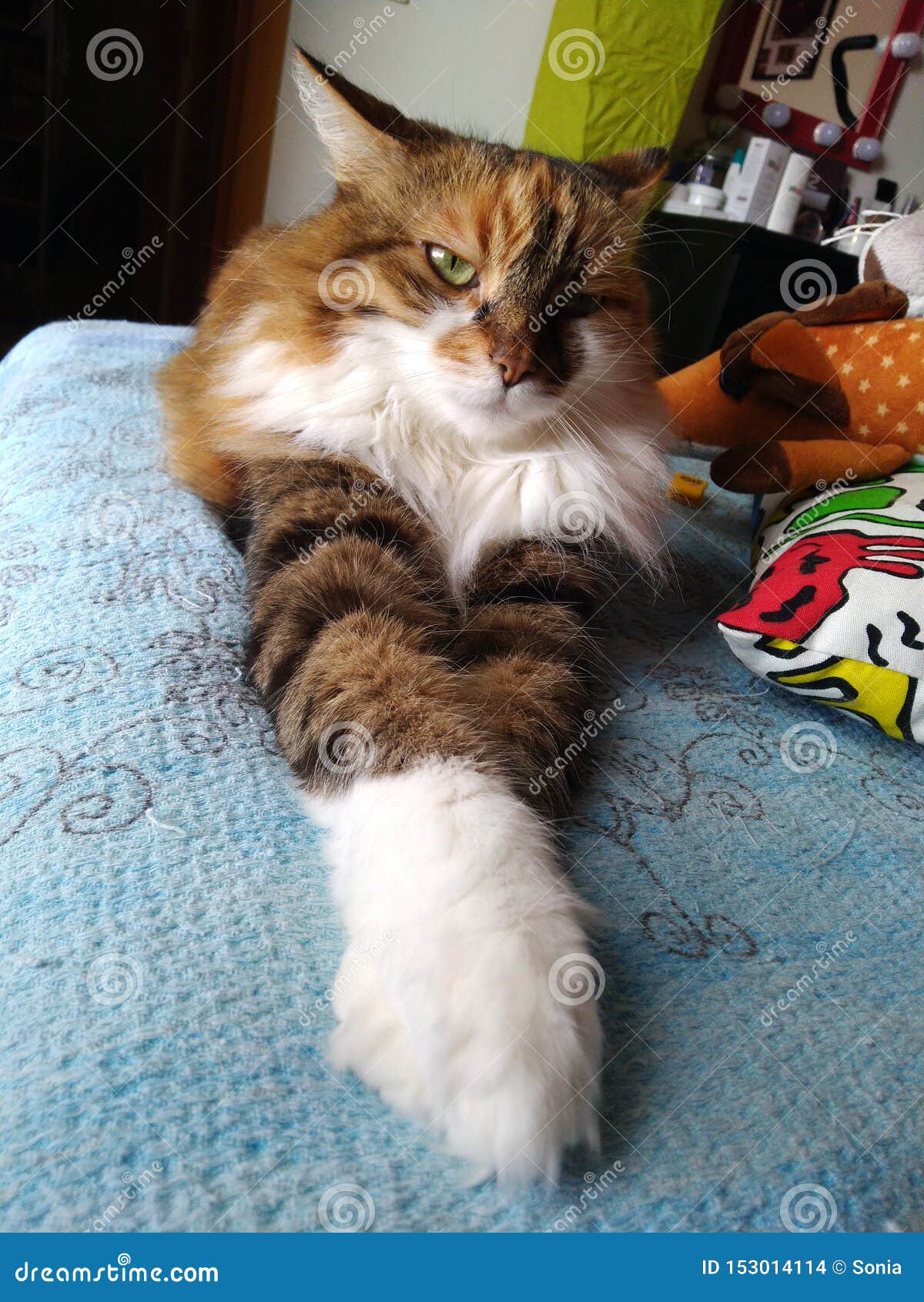 Cat pose stock photo. Image of model, fabolous, pose - 153014114