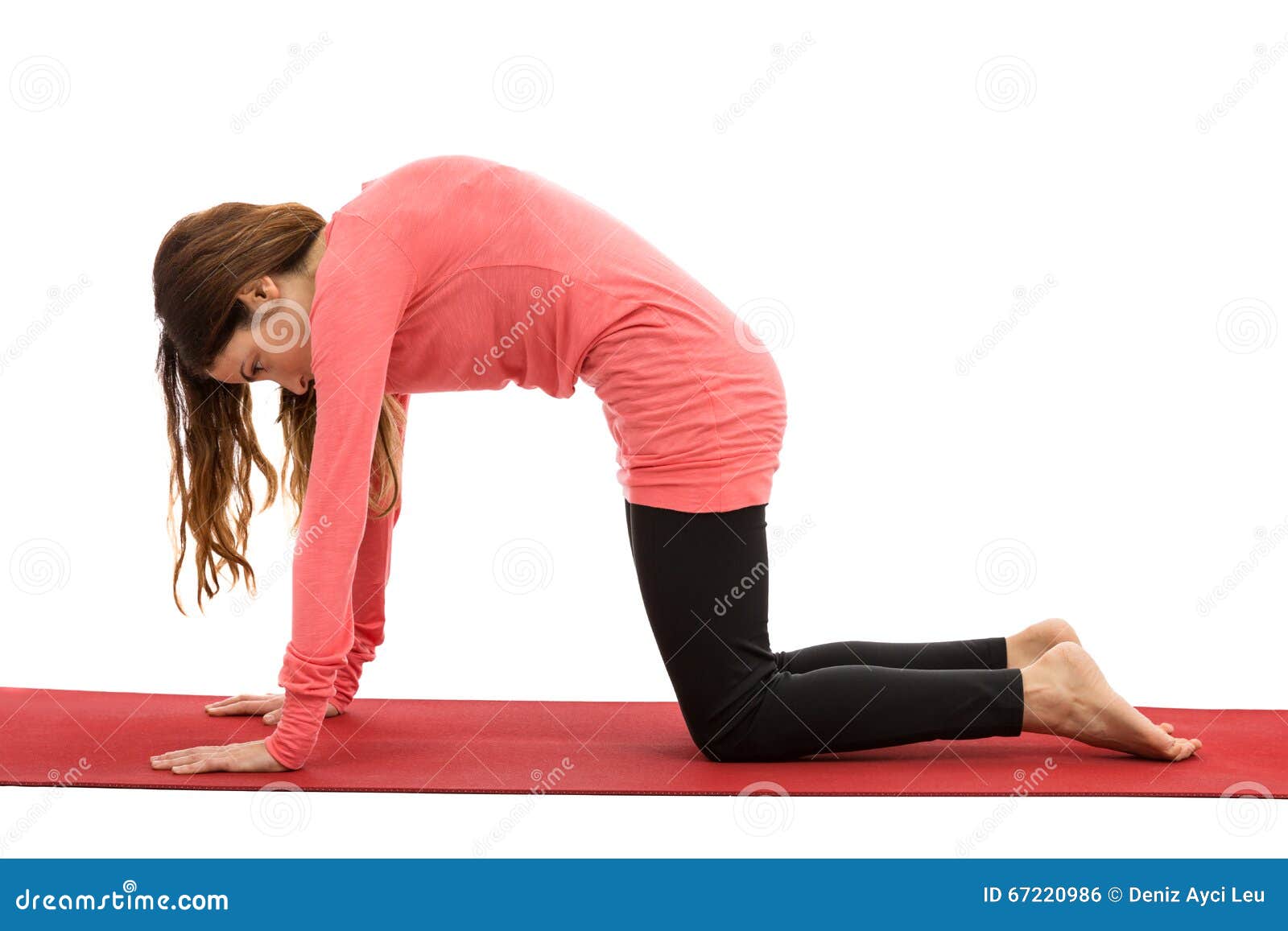 Cat pose stock photo. Image of background, fitness, sport - 67220986