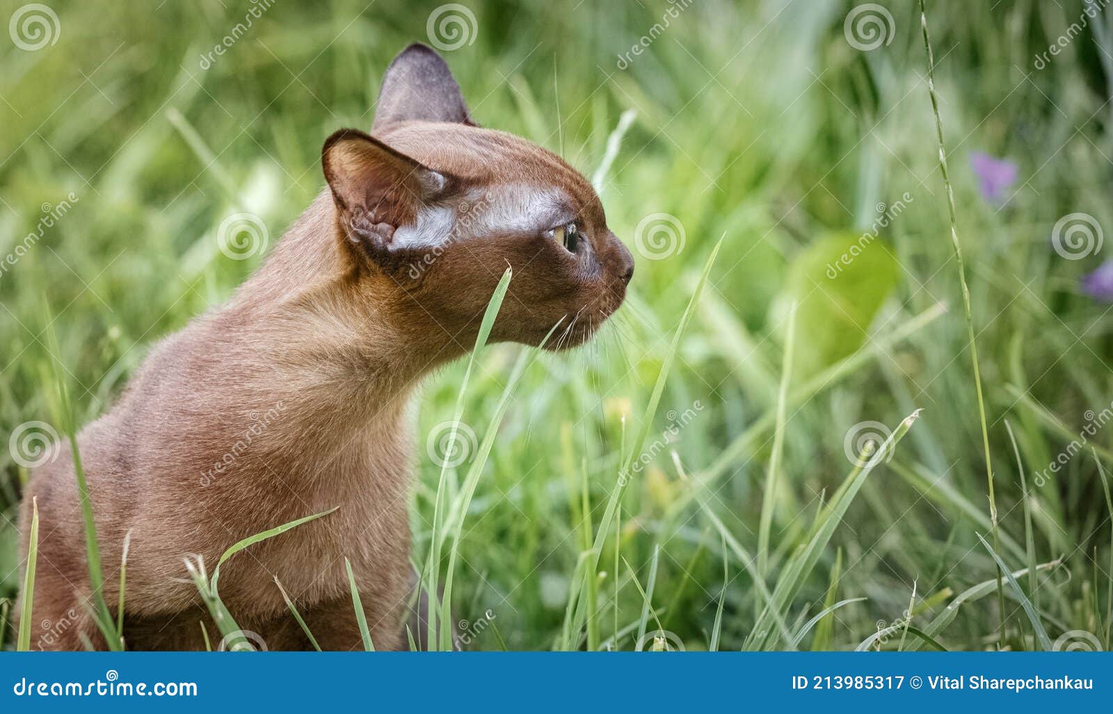 Burman Kitty in a Green Grass Stock Image - Image of background ...