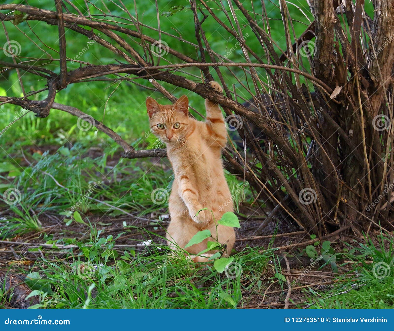 Cat posing at the Bush stock photo. Image of bushes - 122783510
