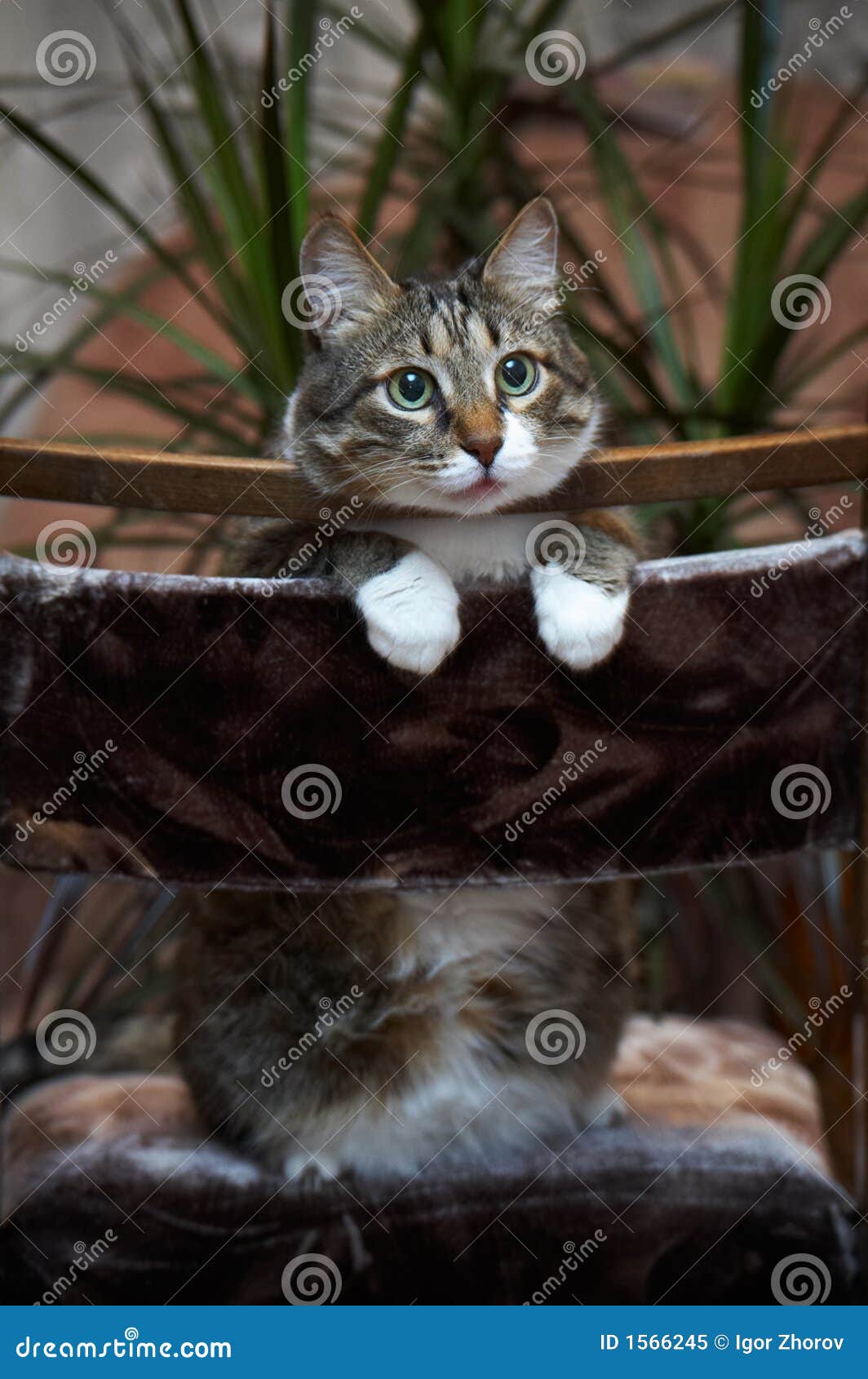 Cat posing for camera. stock image. Image of sitting, white - 1566245
