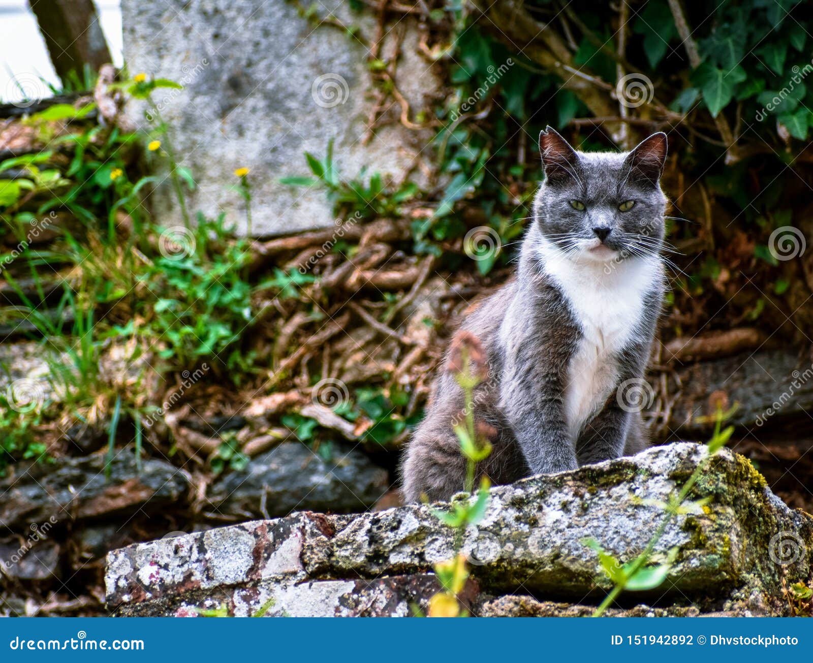 Cat Posing on a Stone Looking Defiant at the Camera Stock Photo - Image ...