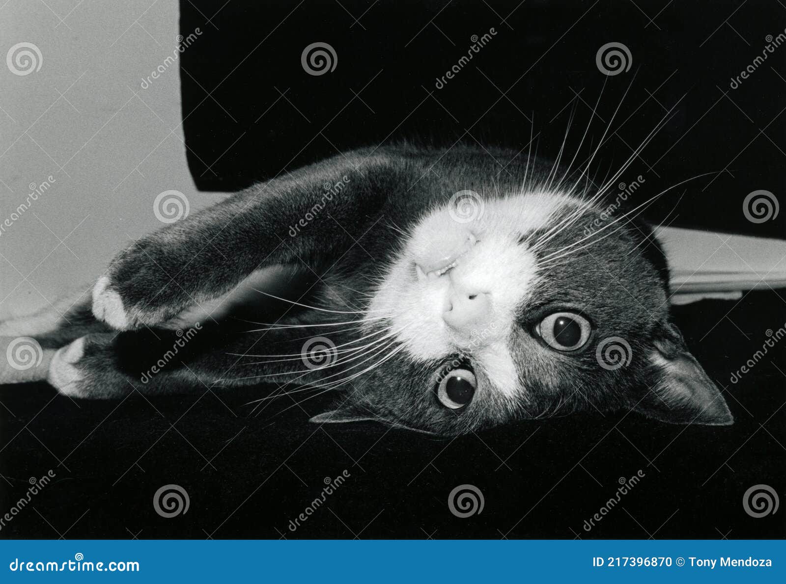 Cat posing stock photo. Image of animals, pets, waking - 217396870