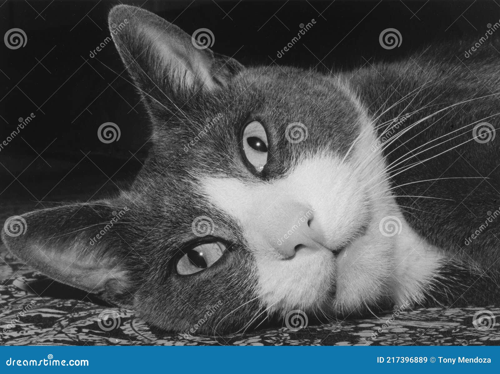 Cat Staring at Camera, Cat Waking Up, Cat Napping Stock Image - Image ...