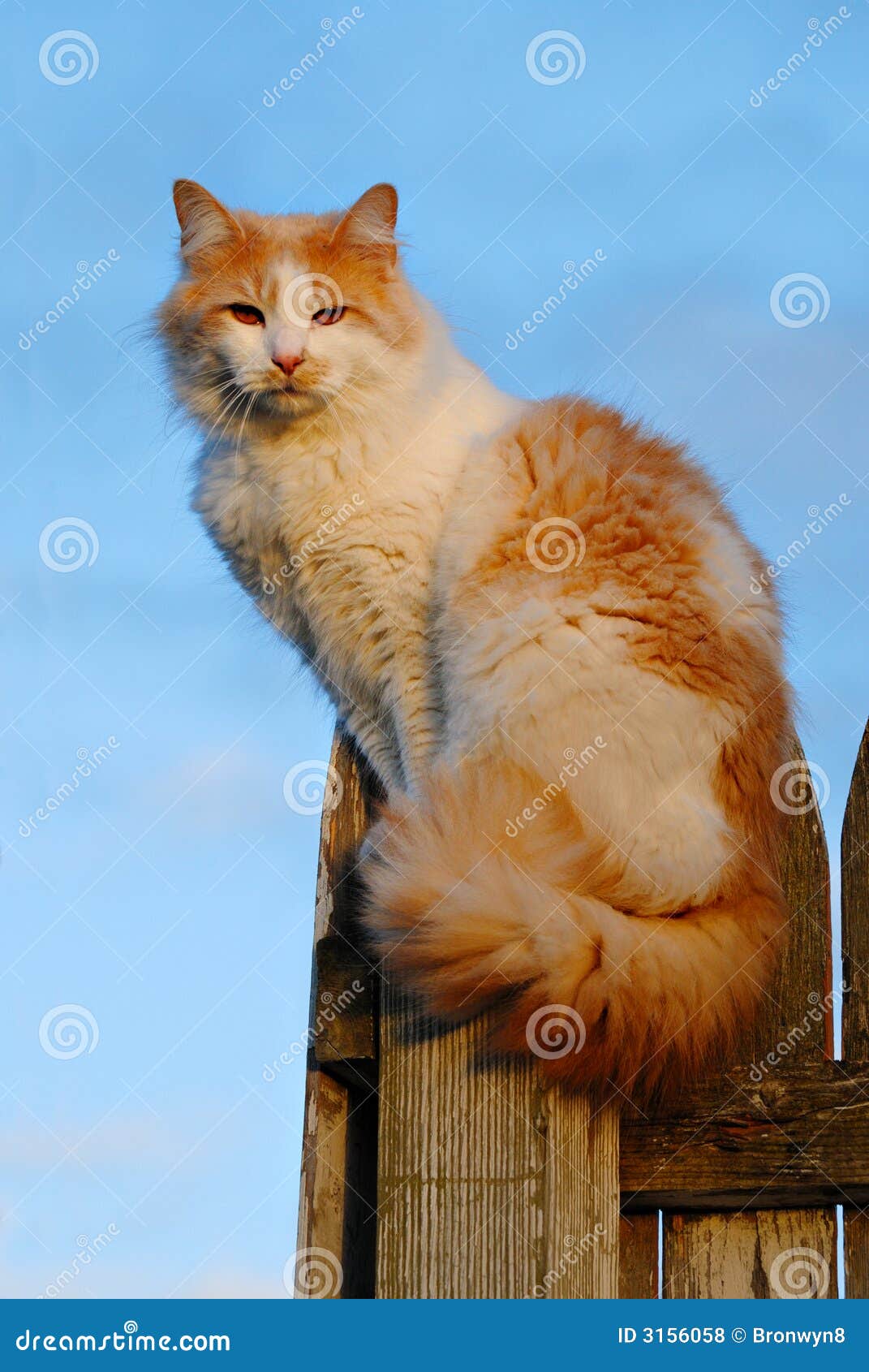 Cat on post stock photo. Image of pride, soft, alone, kitty - 3156058