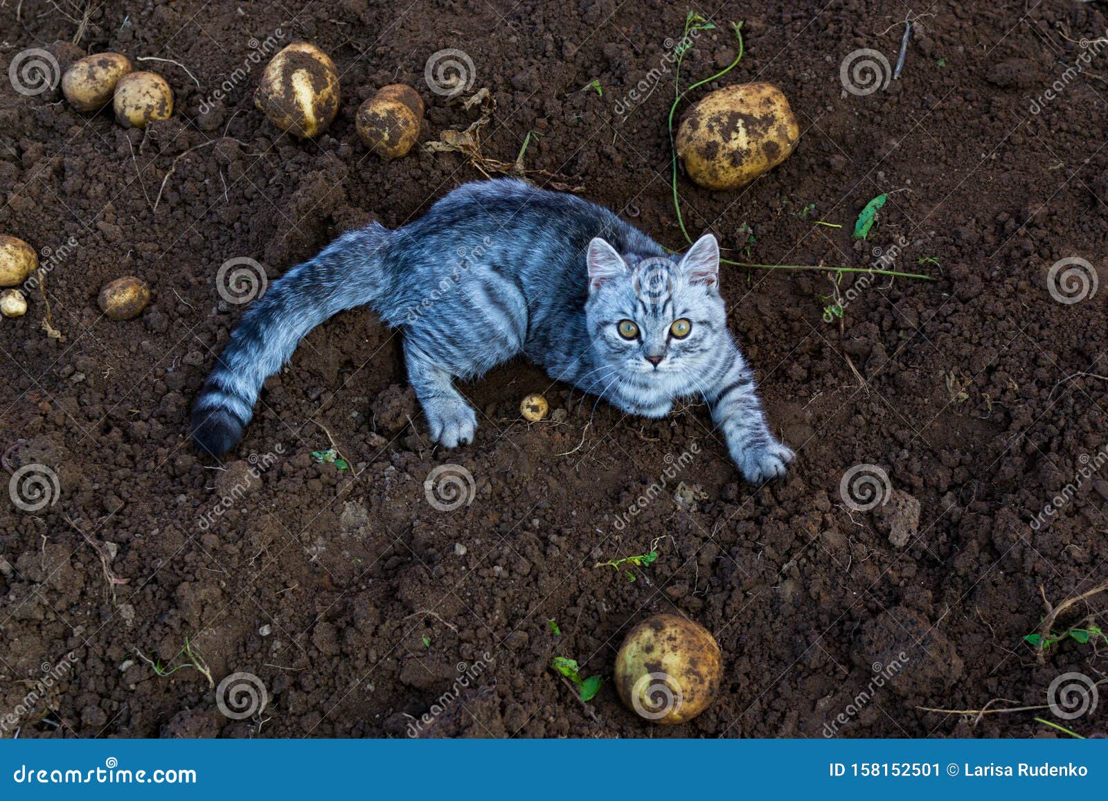 Cat and potato. russia stock image. Image of squat, adorable - 158152501