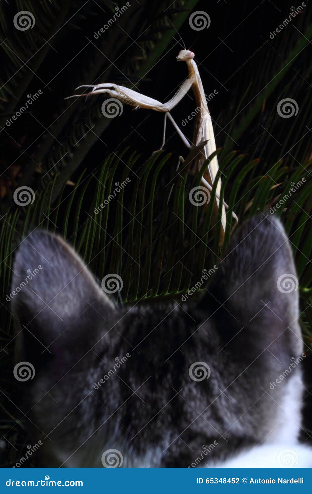Cat and praying mantis stock photo. Image of attack, challenge - 65348452