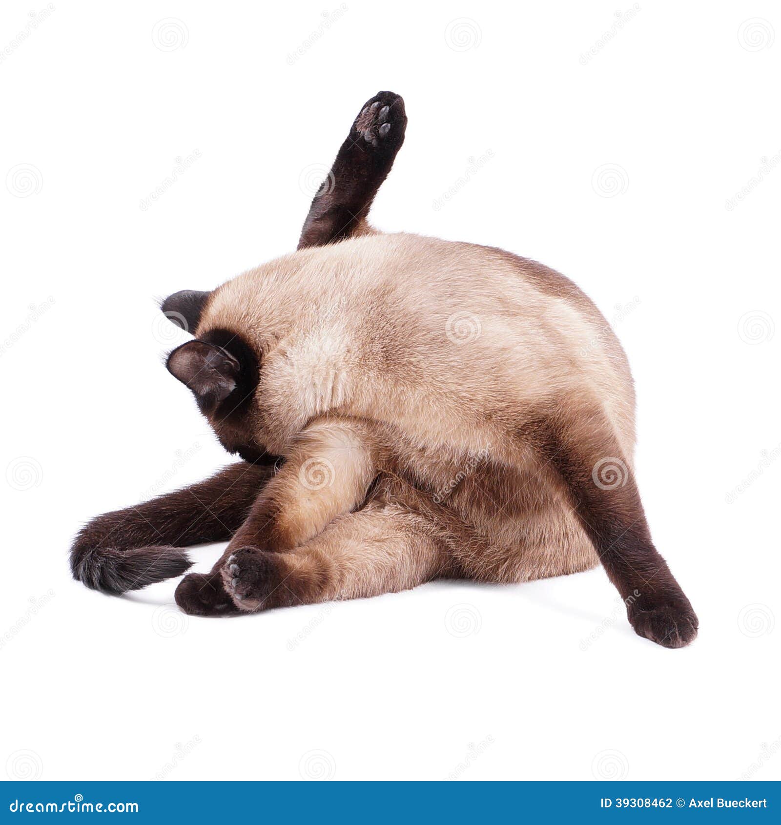 Cat preening stock photo. Image of preening, grooming - 39308462