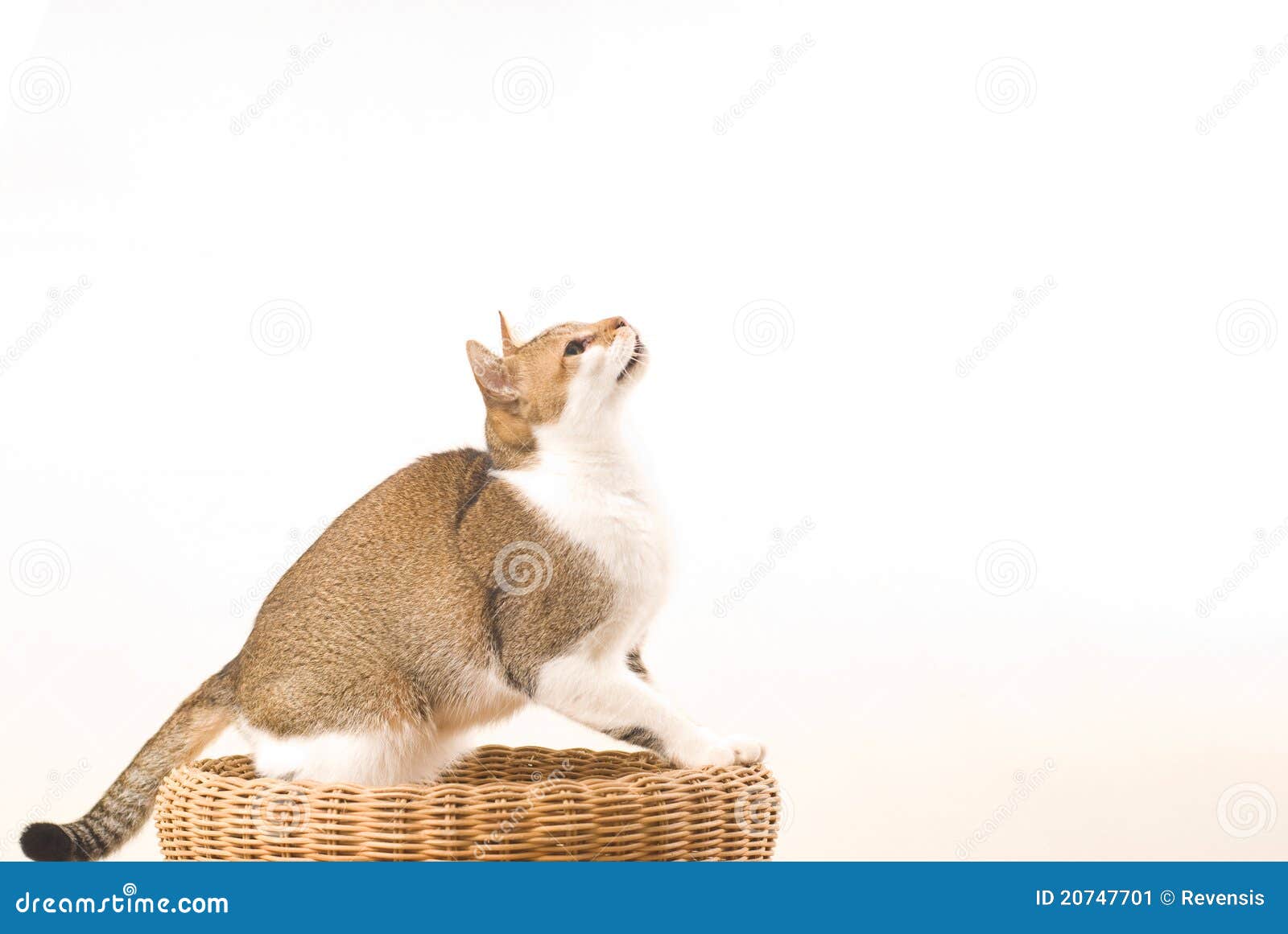 Cat prepare for jumping stock image. Image of puss, fluffy - 20747701