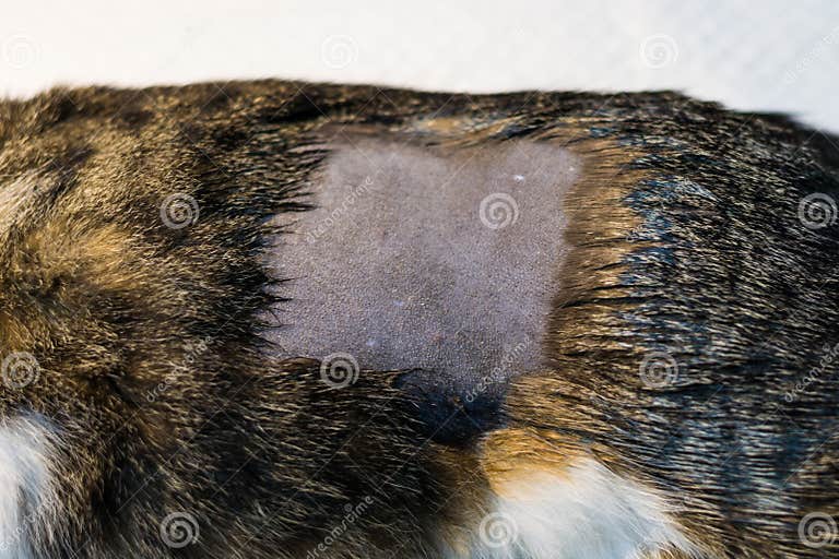 Cat Prepared for Flank Spay Surgery Stock Photo - Image of neuter, spay ...