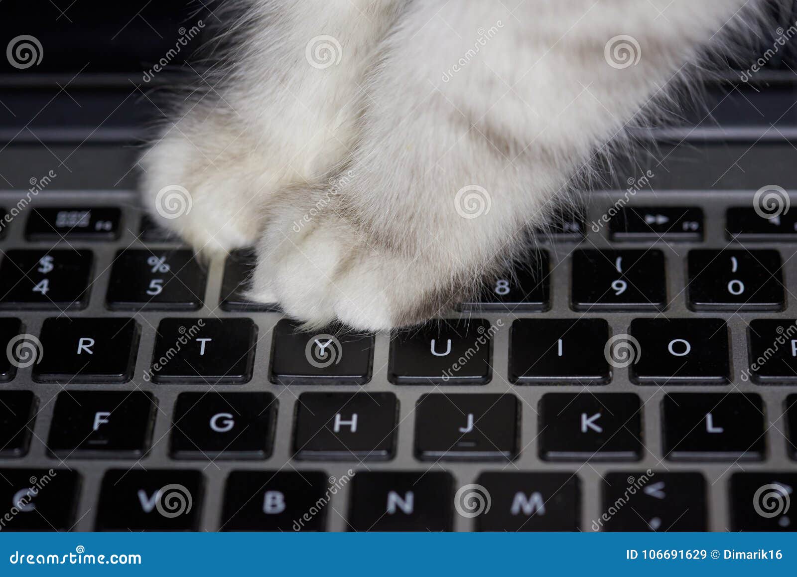 Cat Press Buttons on Laptop Keyboard Stock Image - Image of beauty ...