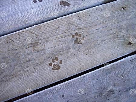 Cat Prints 1 stock image. Image of grey, animal, wood, toes - 214865