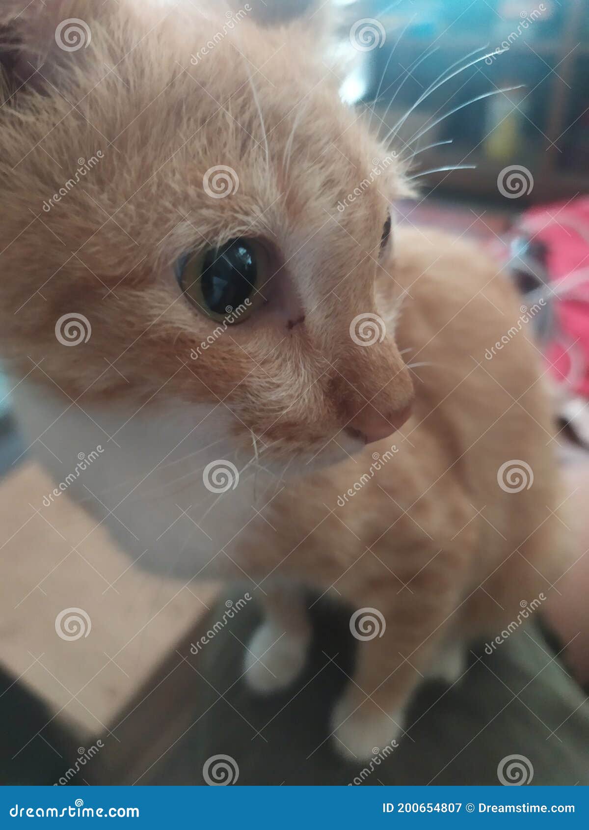 Cat with the problem stock image. Image of problem, cute - 200654807