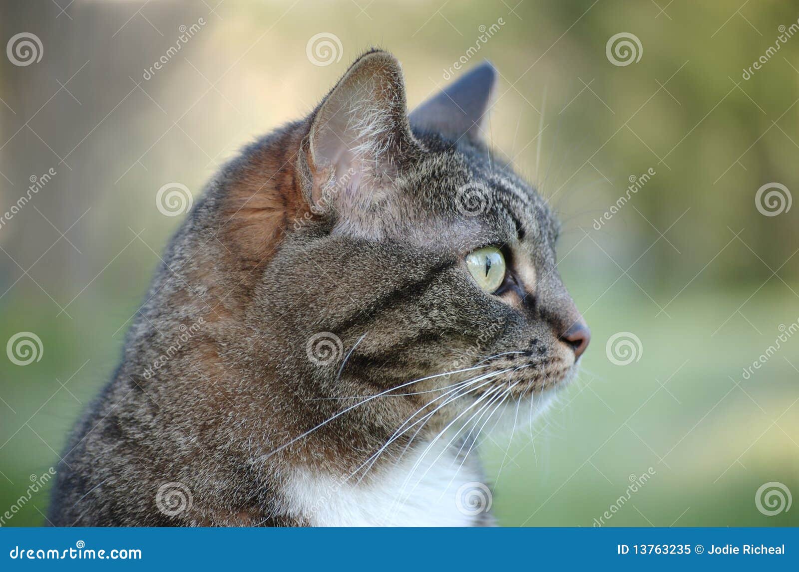Cat Profile stock image. Image of whiskers, interested - 13763235