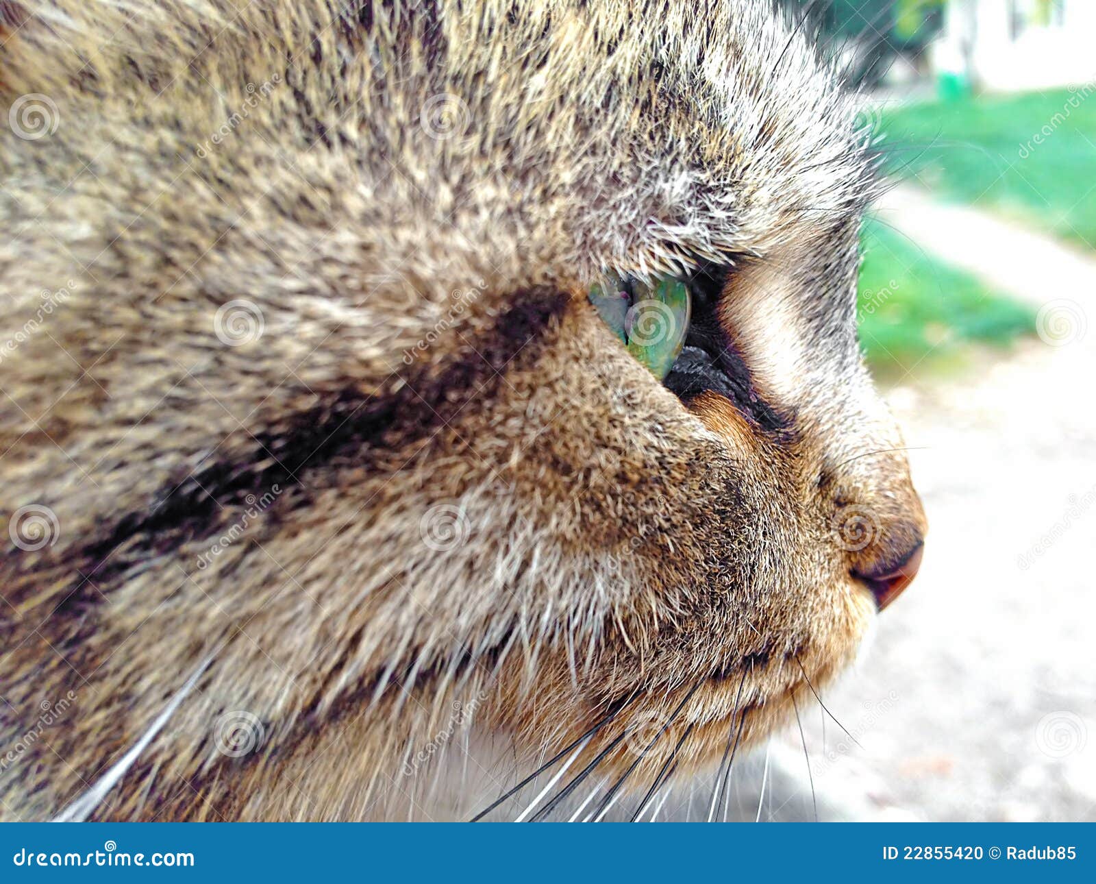 Cat Profile stock photo. Image of felidae, creature, breed - 22855420