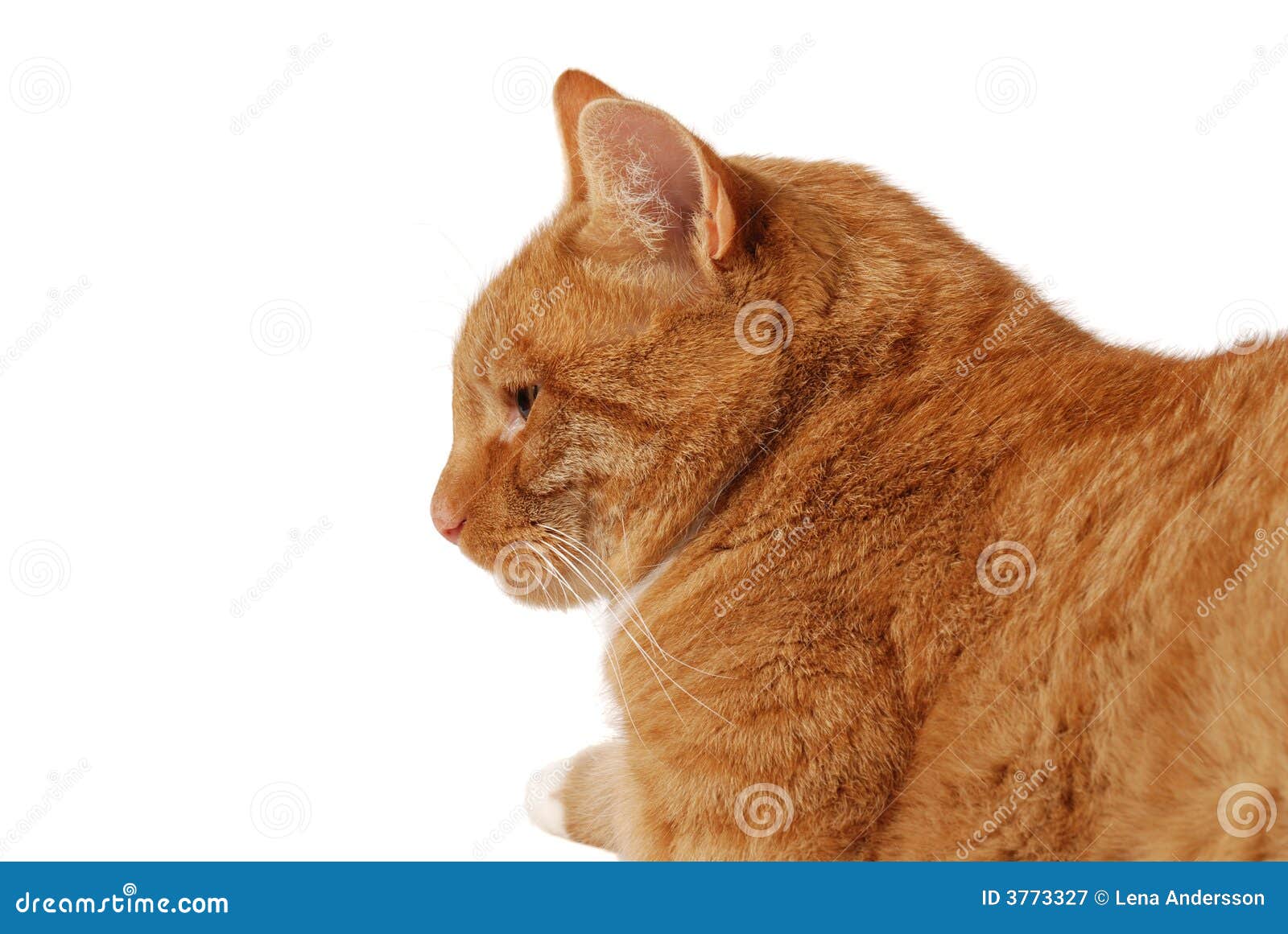 Cat Profile stock image. Image of observing, nose, whiskers - 3773327