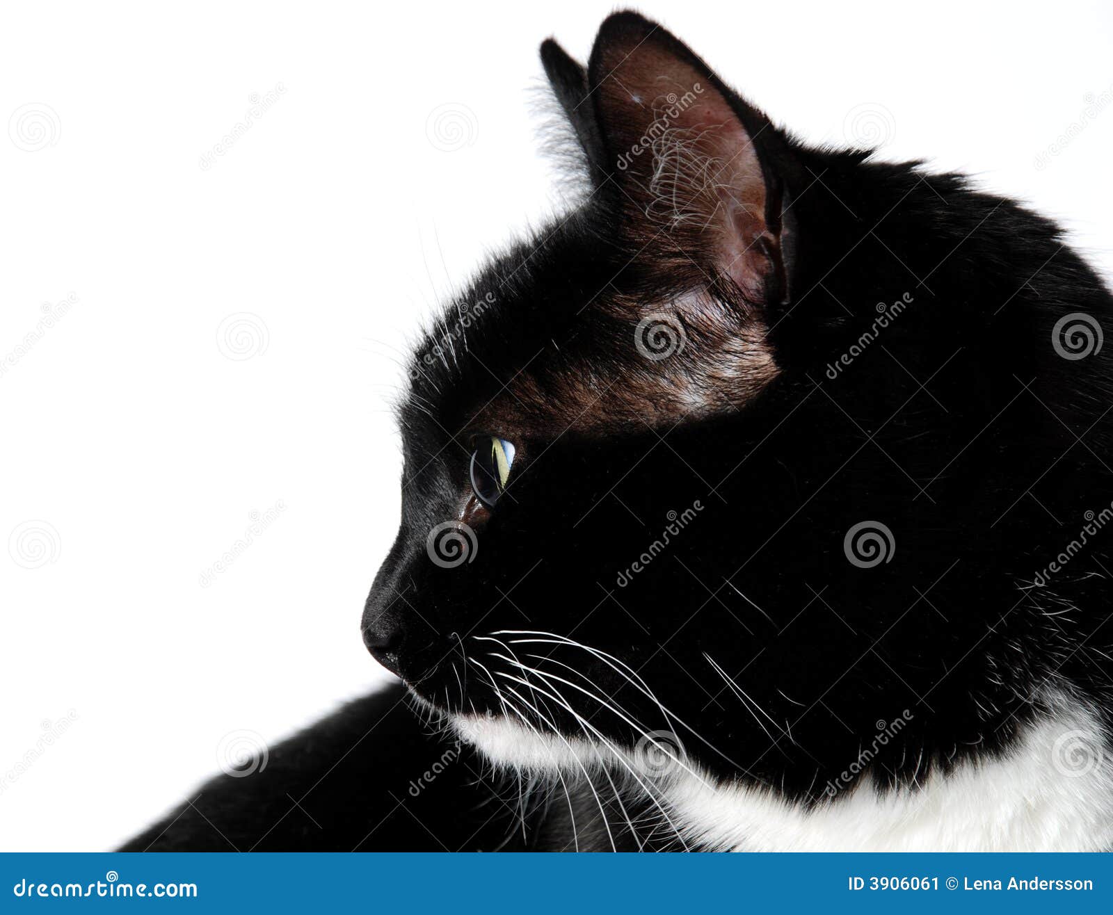 Cat profile stock image. Image of cute, furry, animal - 3906061